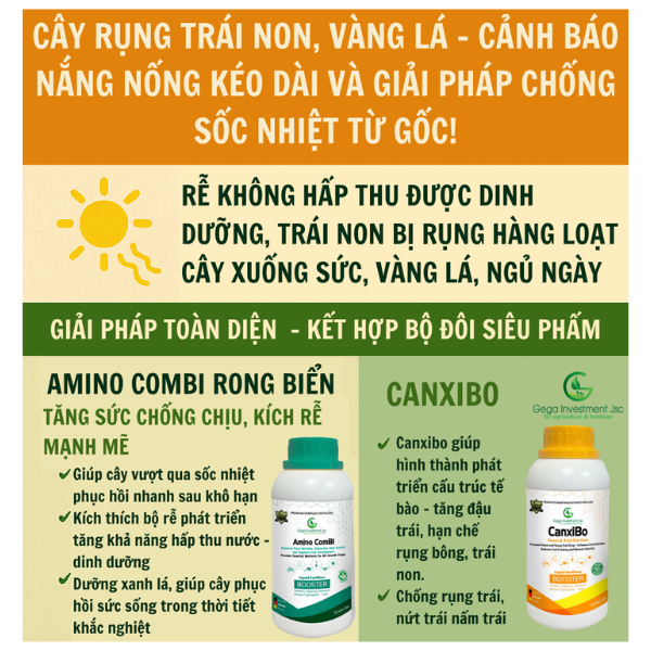 Chống sốc nhiệt cây trồng | Amino Combi & CanxiBO GEGA – Nông Nghiệp ...
