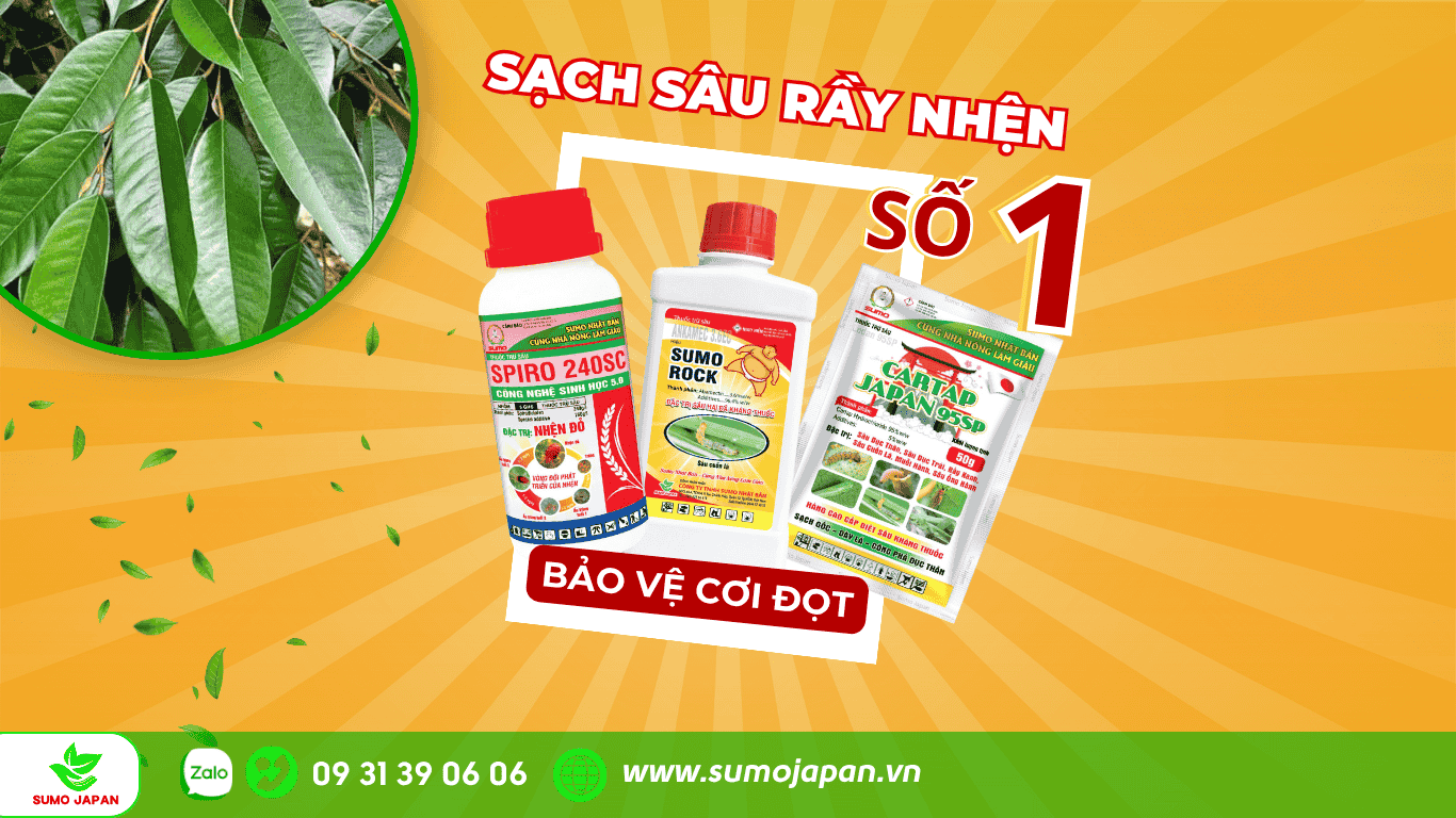 GIẢI PHÁP BẢO VỆ CƠI ĐỌT SẠCH SÂU RẦY NHỆN – SUMO JAPAN