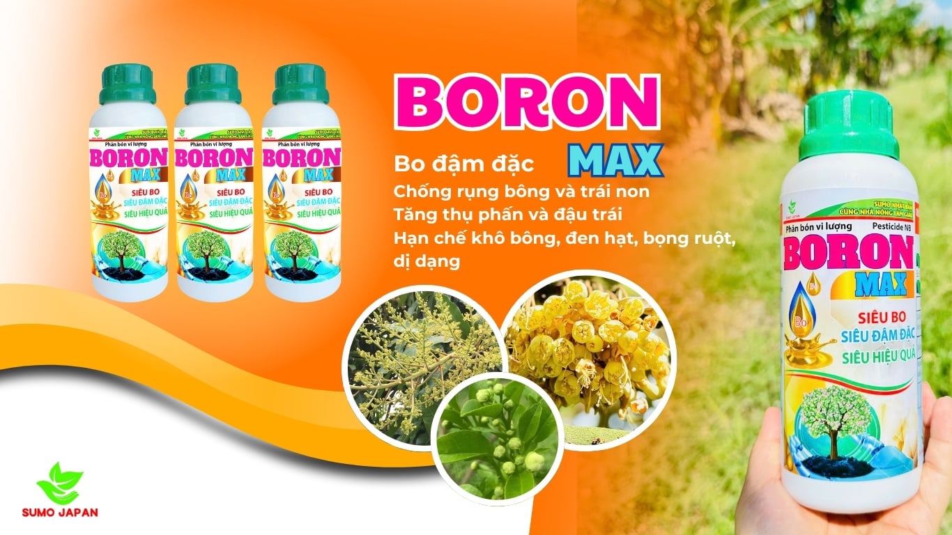 BORON MAX – BO 108.000 PPM CHO CÂY ĐẬU TRÁI VÀ HẠN CHẾ RỤNG HIỆU QUẢ ...