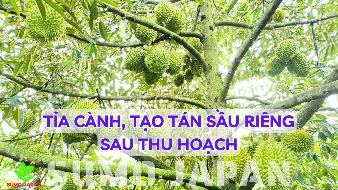 TỈA CÀNH, TẠO TÁN ĐÚNG CÁCH – GIÚP SẦU RIÊNG PHỤC HỒI SAU THU HOẠCH ...