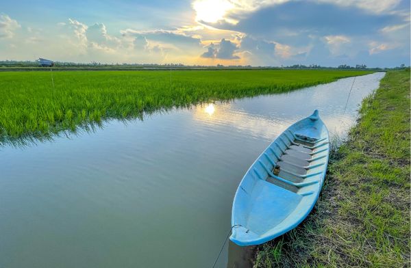 Câu Chuyện Lúa Tôm - Bền Vững Từ Thiên Nhiên – gaoviettinhhoa